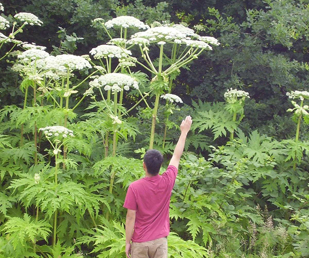 giant hogweed plant: ਸੱਪ ਨਾਲੋਂ ਵੀ ਵੱਧ ਜ਼ਹਿਰੀਲਾ ਇਹ ਬੂਟਾ